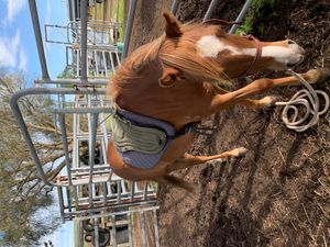 Bellaview Arnold future performance star - Australia's #1 Equine ...